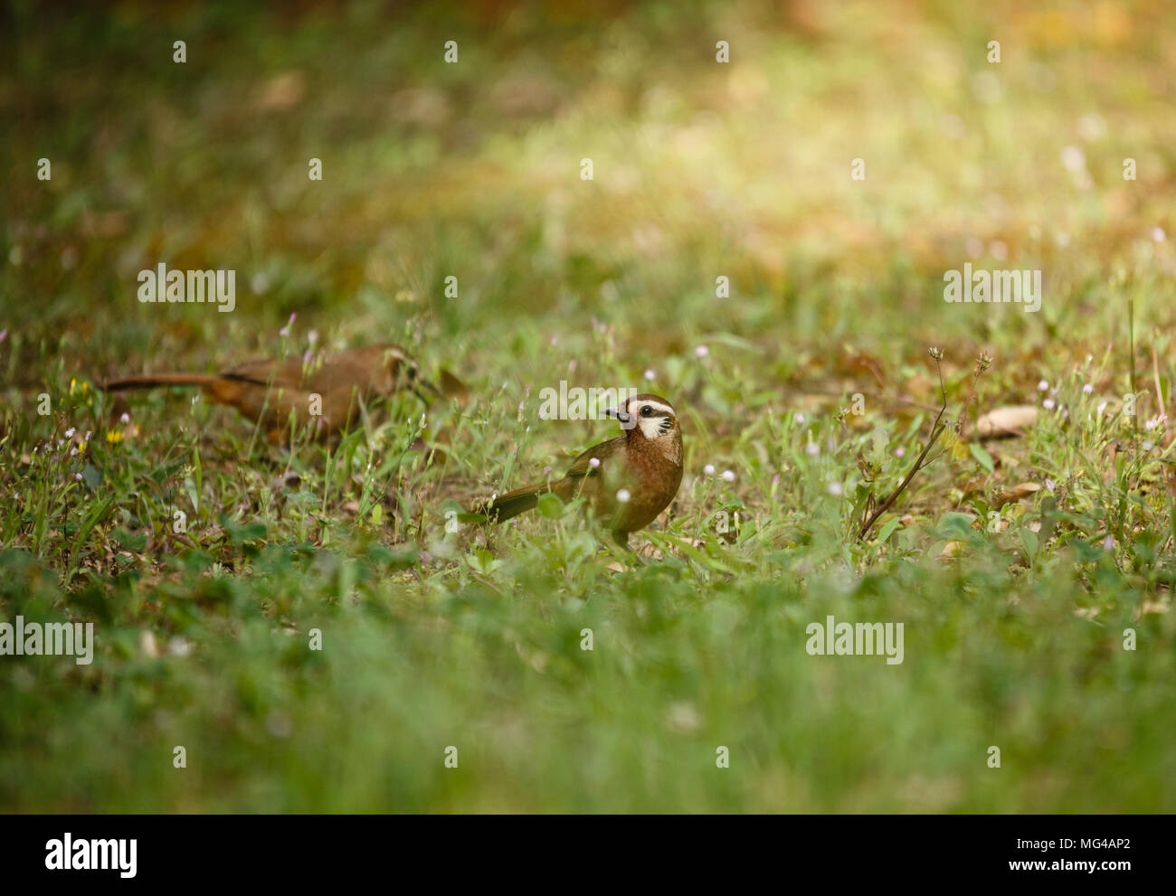 Bug eating birds hi-res stock photography and images - Alamy