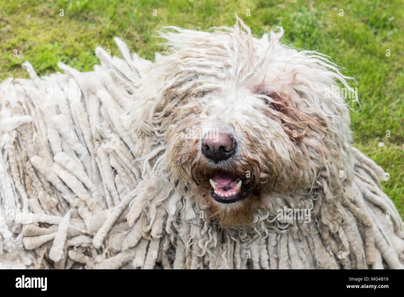 Komodor dogs hi-res stock photography and images - Alamy