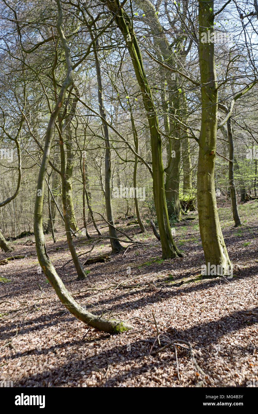 Leaning trees, in Aston Rowant woods Stock Photo - Alamy
