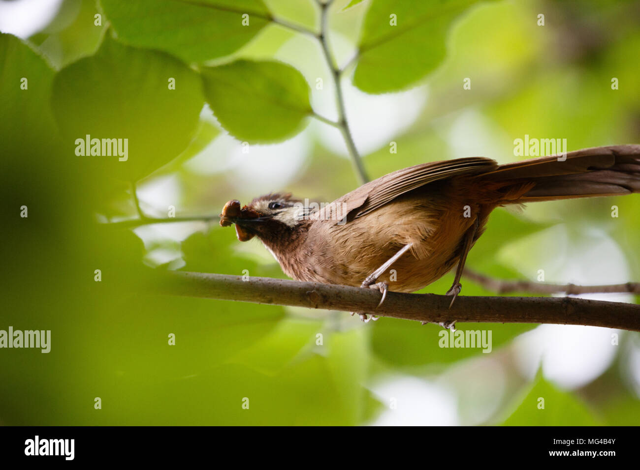 A bird is eating worms in a tree Stock Photo - Alamy