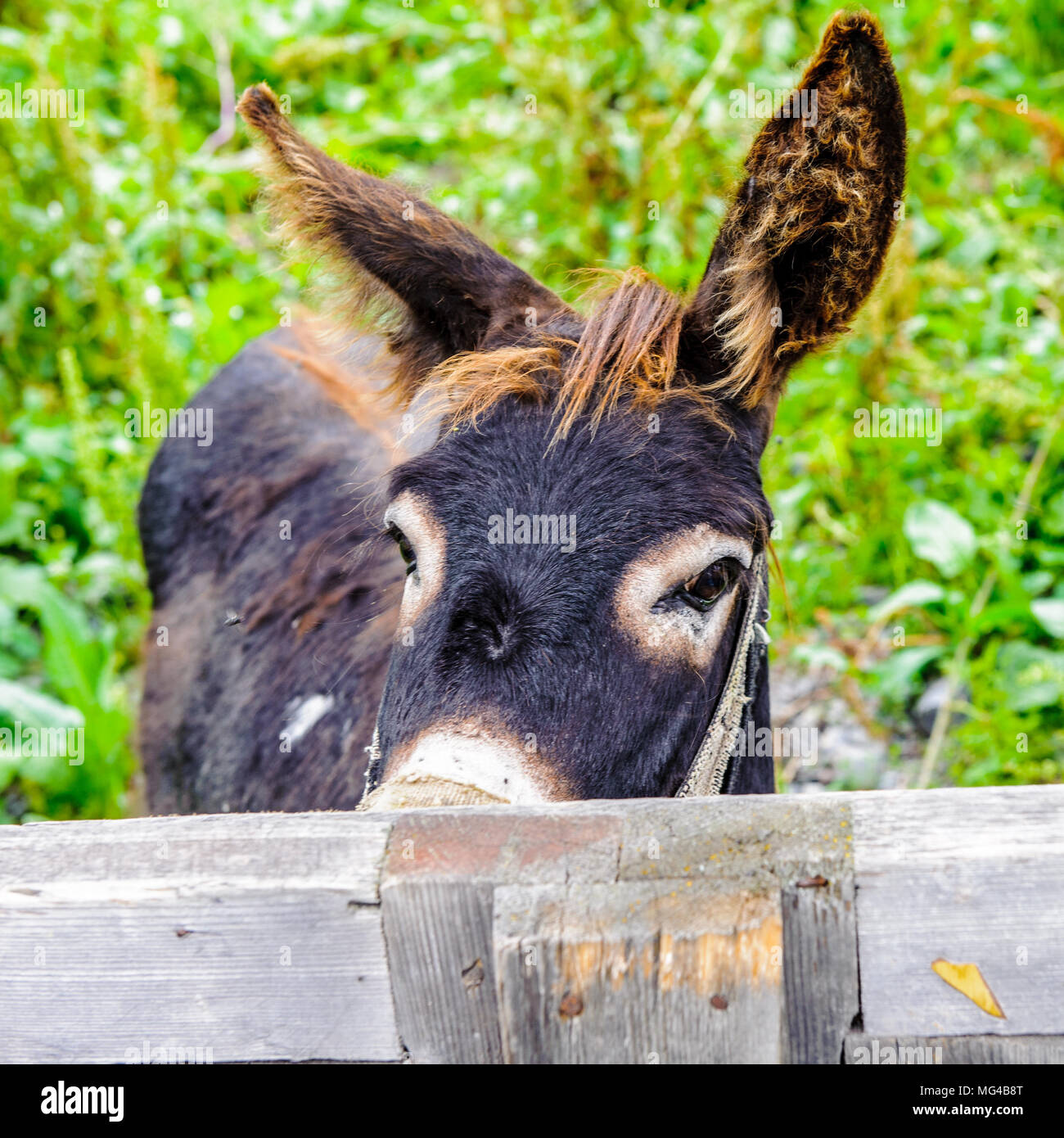 Little donkey hi-res stock photography and images - Alamy