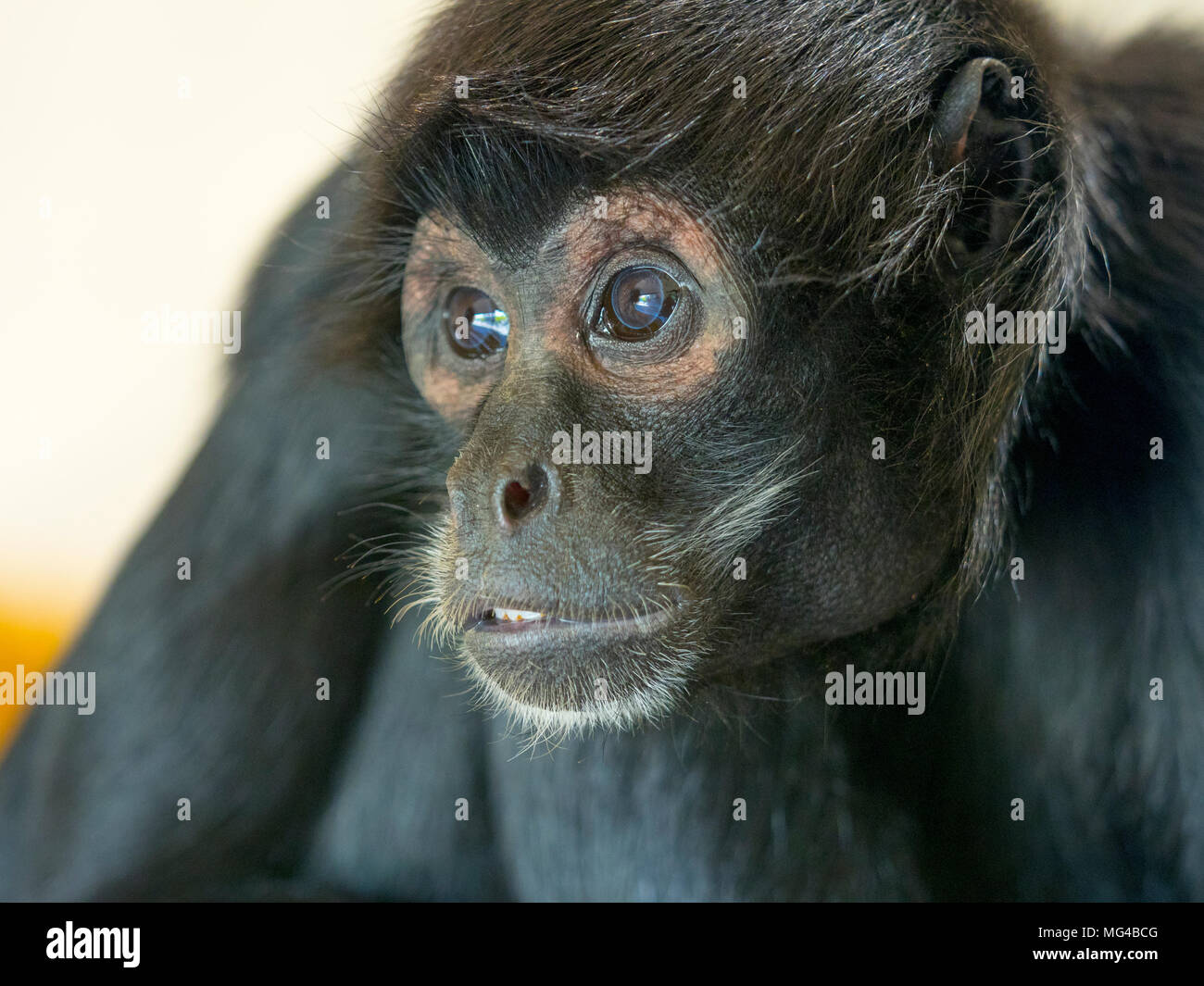 Black headed spider monkey hi-res stock photography and images - Alamy