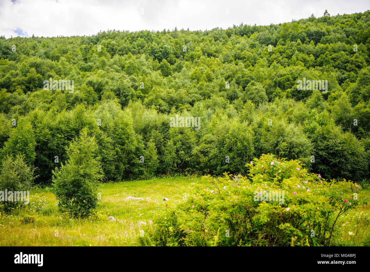 Nature of Georgia Stock Photo - Alamy