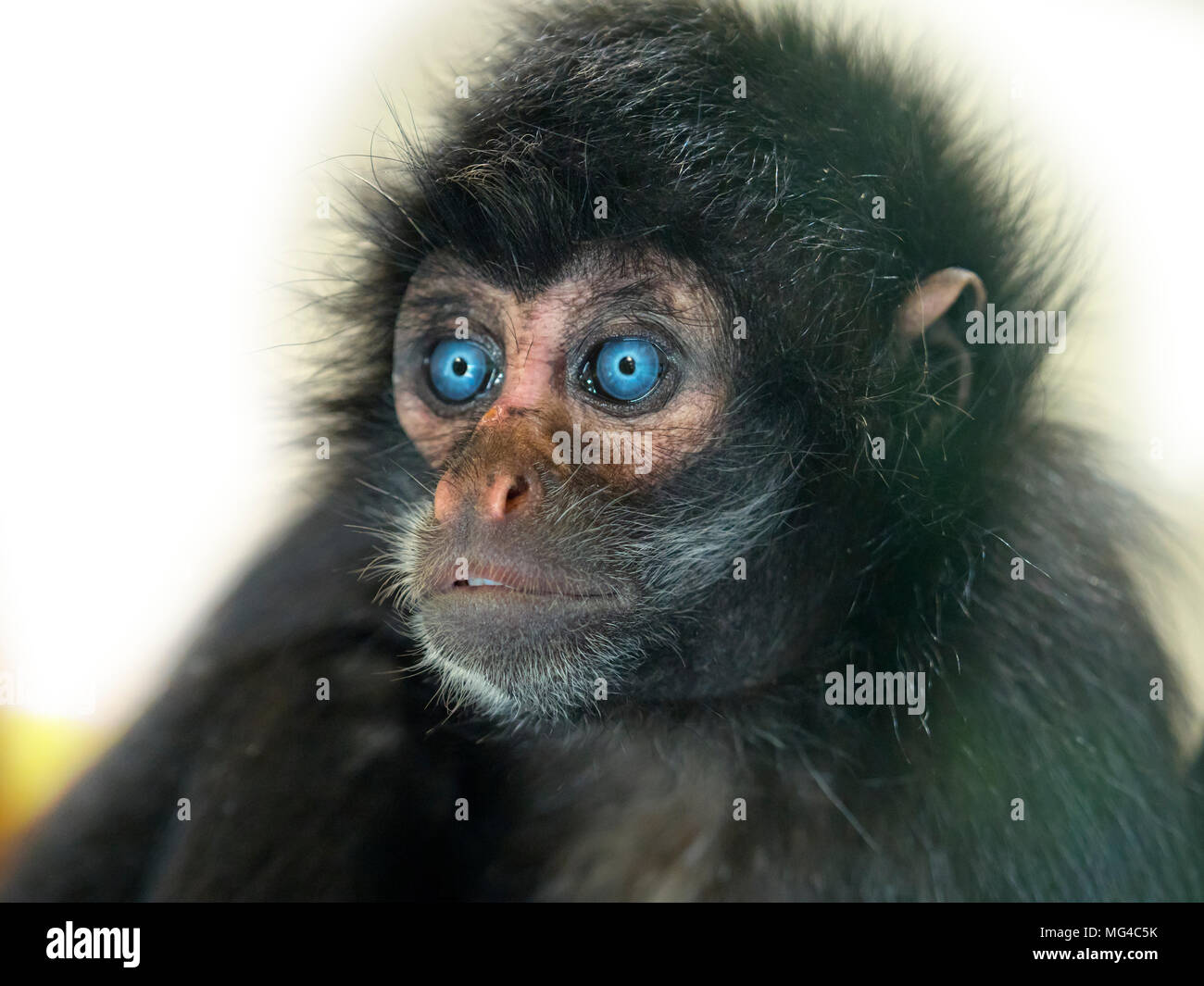 Black headed spider monkey hi-res stock photography and images - Alamy