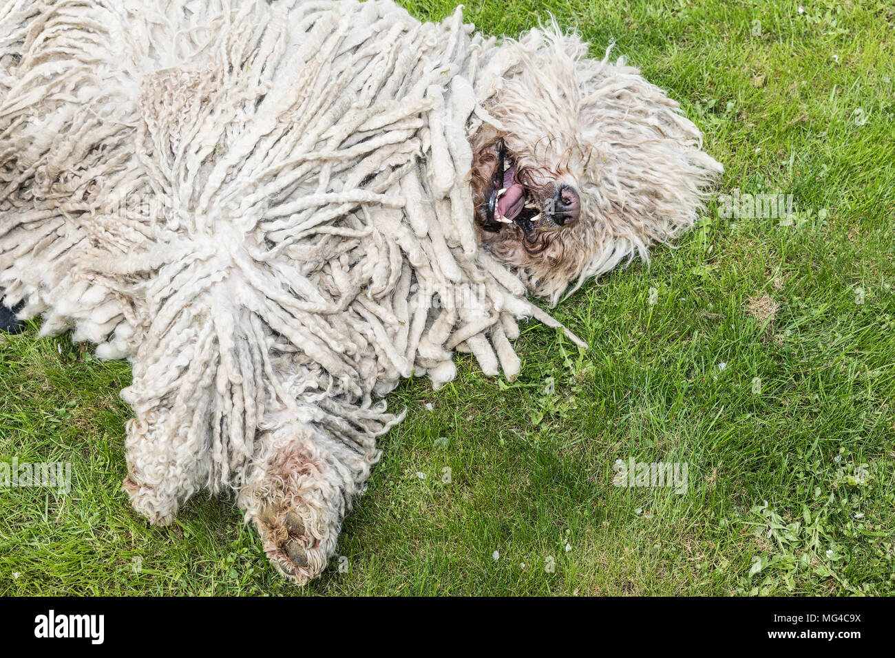 Komodor dogs hi-res stock photography and images - Alamy