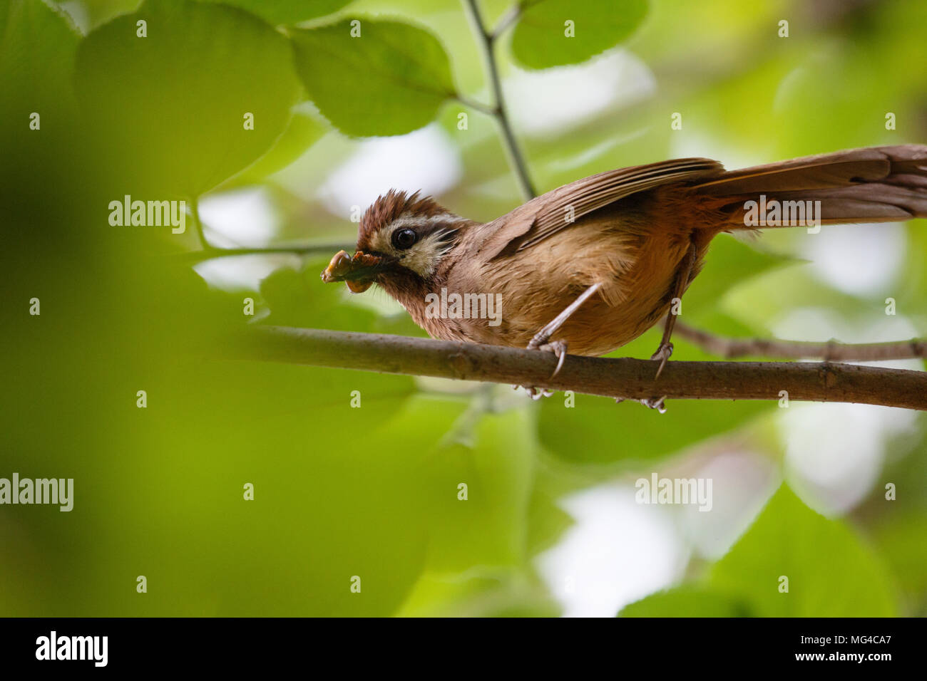 A bird is eating worms in a tree Stock Photo - Alamy