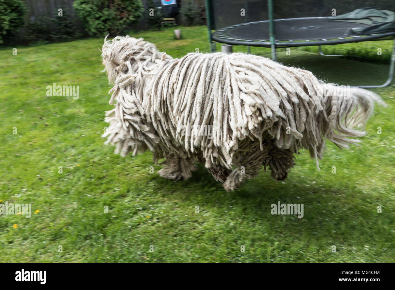 Komodor dogs hi-res stock photography and images - Alamy