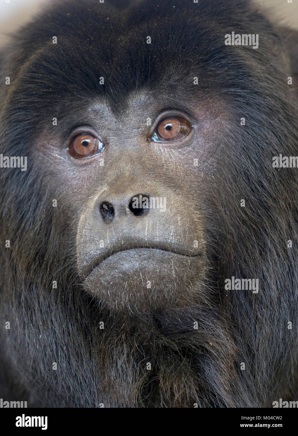 Black and gold howler hi-res stock photography and images - Alamy