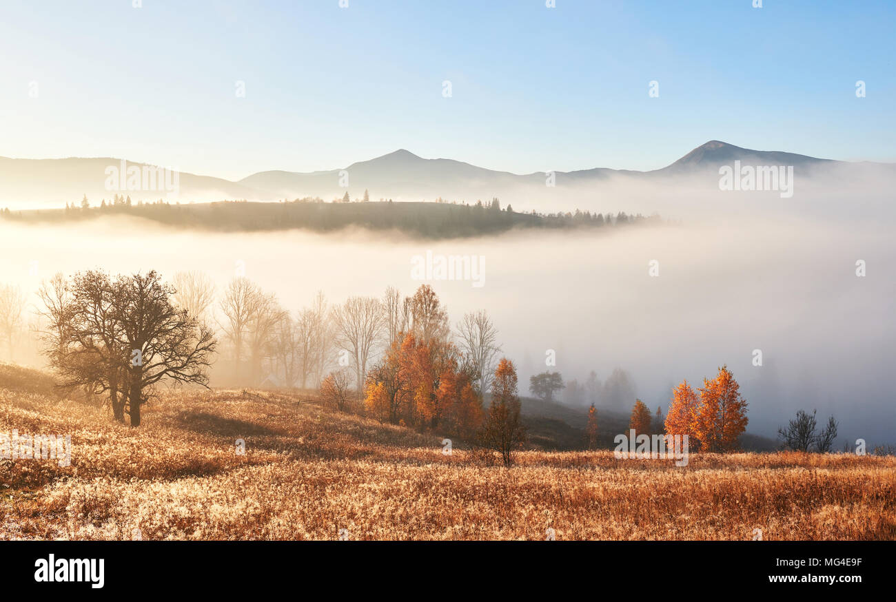 Majestic landscape with autumn trees in misty forest. Carpathian ...