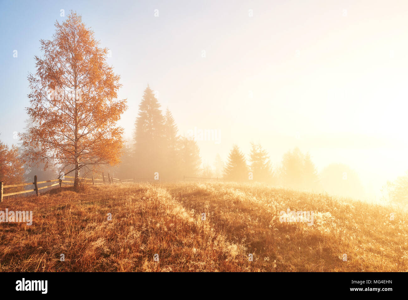 Shiny tree on a hill slope with sunny beams at mountain valley covered ...