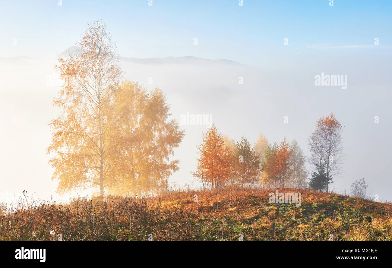 Shiny tree on a hill slope with sunny beams at mountain valley covered ...