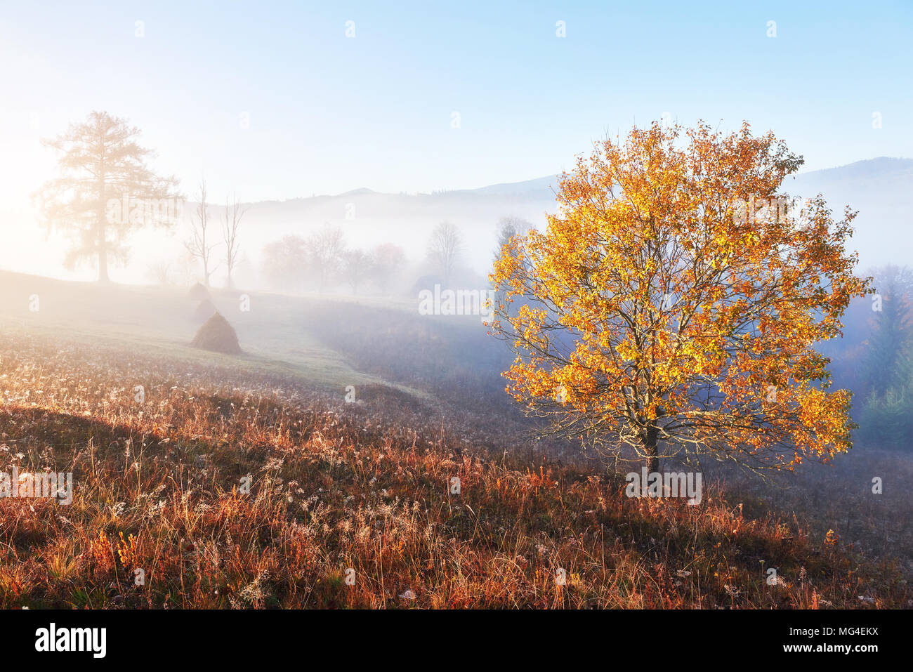 Shiny tree on a hill slope with sunny beams at mountain valley covered ...