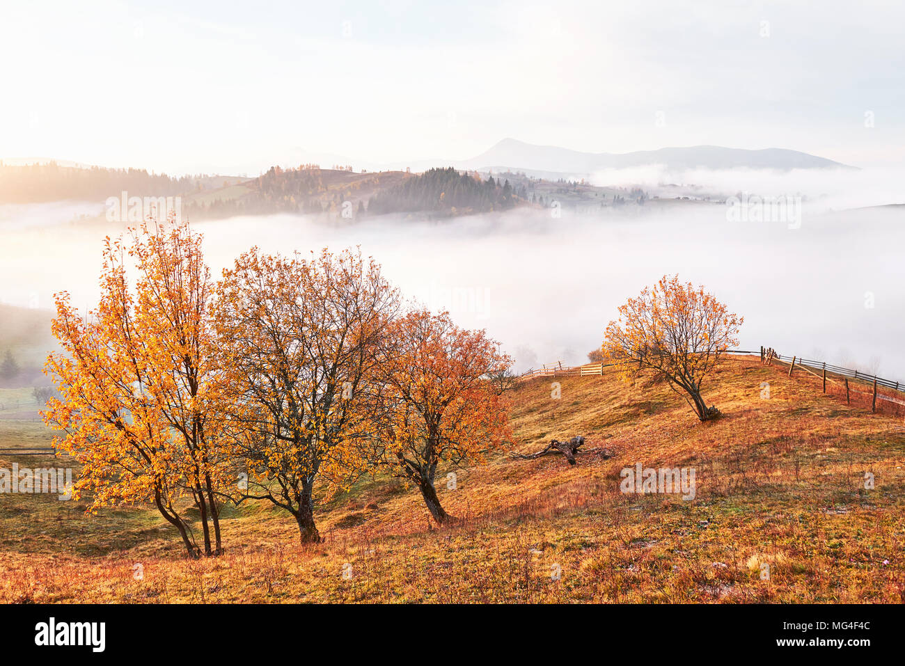 Shiny tree on a hill slope with sunny beams at mountain valley covered ...