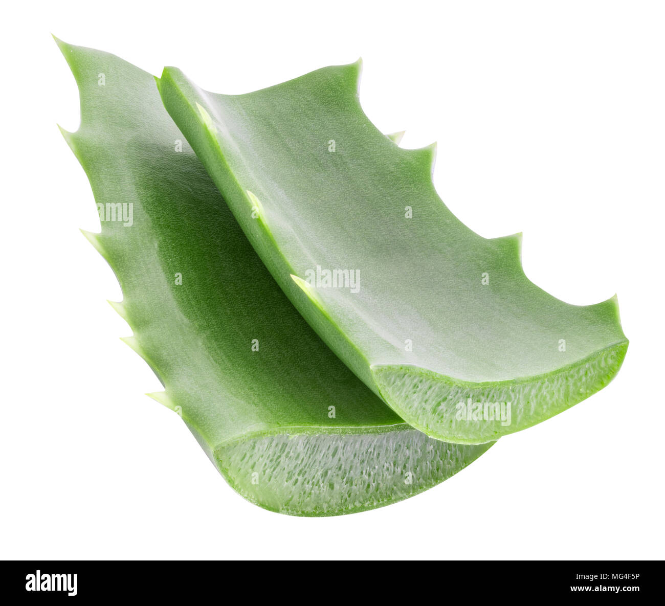 Green fresh aloe vera isolated on white background with clipping path ...