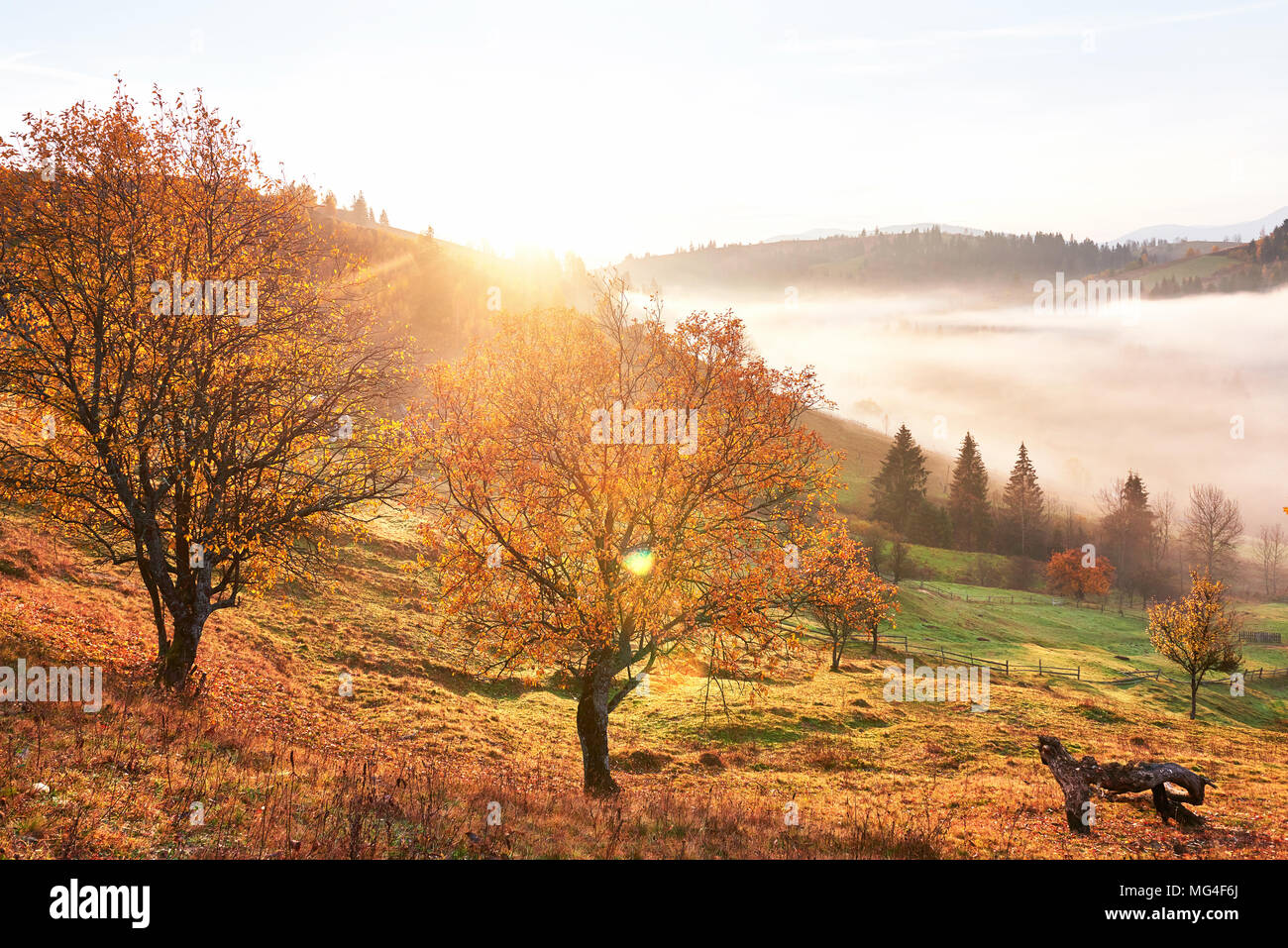 Shiny tree on a hill slope with sunny beams at mountain valley covered ...