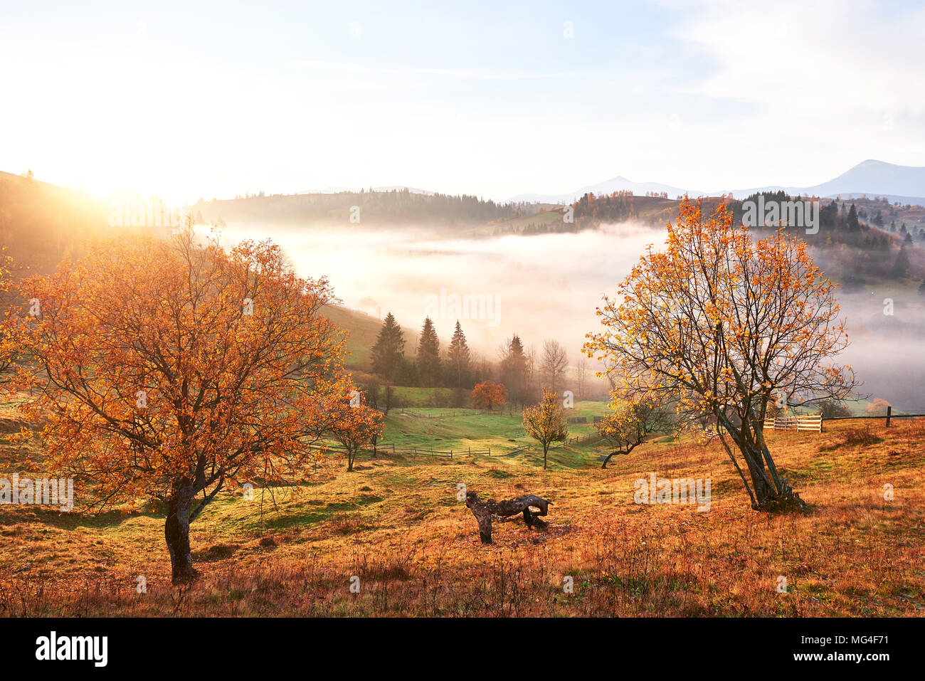 Shiny tree on a hill slope with sunny beams at mountain valley covered ...