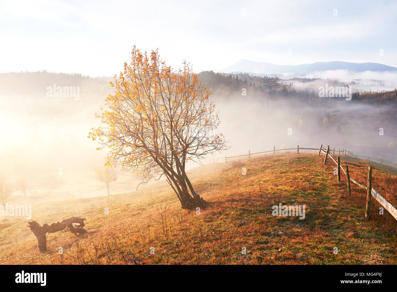 Shiny tree on a hill slope with sunny beams at mountain valley covered ...