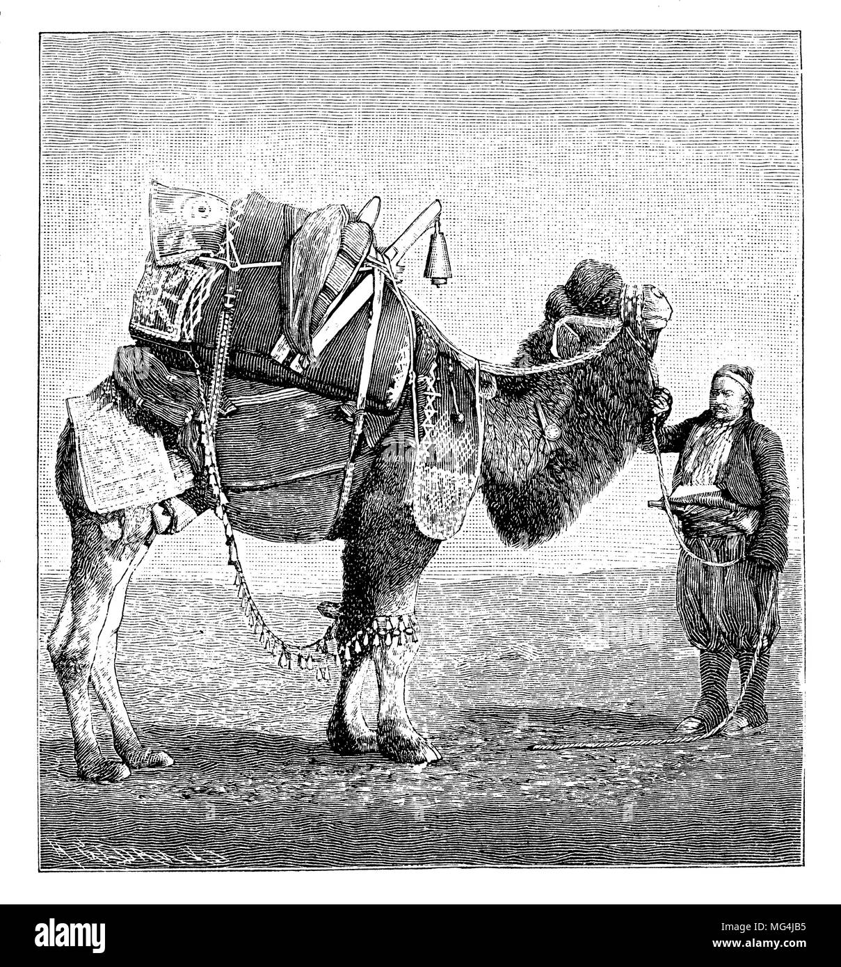 Camel Illustrations Stock Photos & Camel Illustrations Stock Images - Alamy