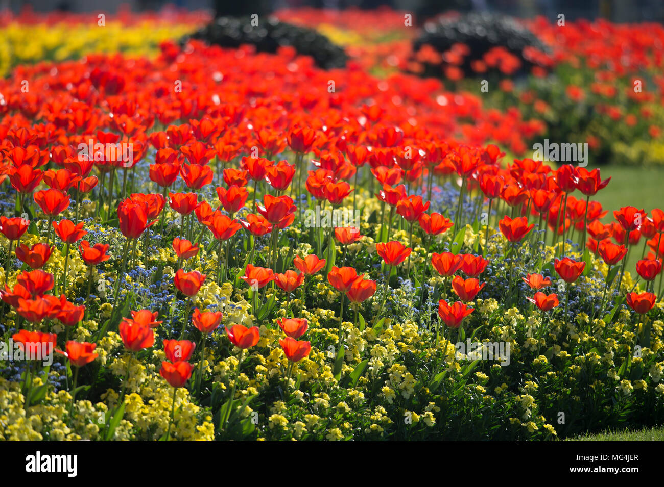 Hot weather flowers hi-res stock photography and images - Alamy