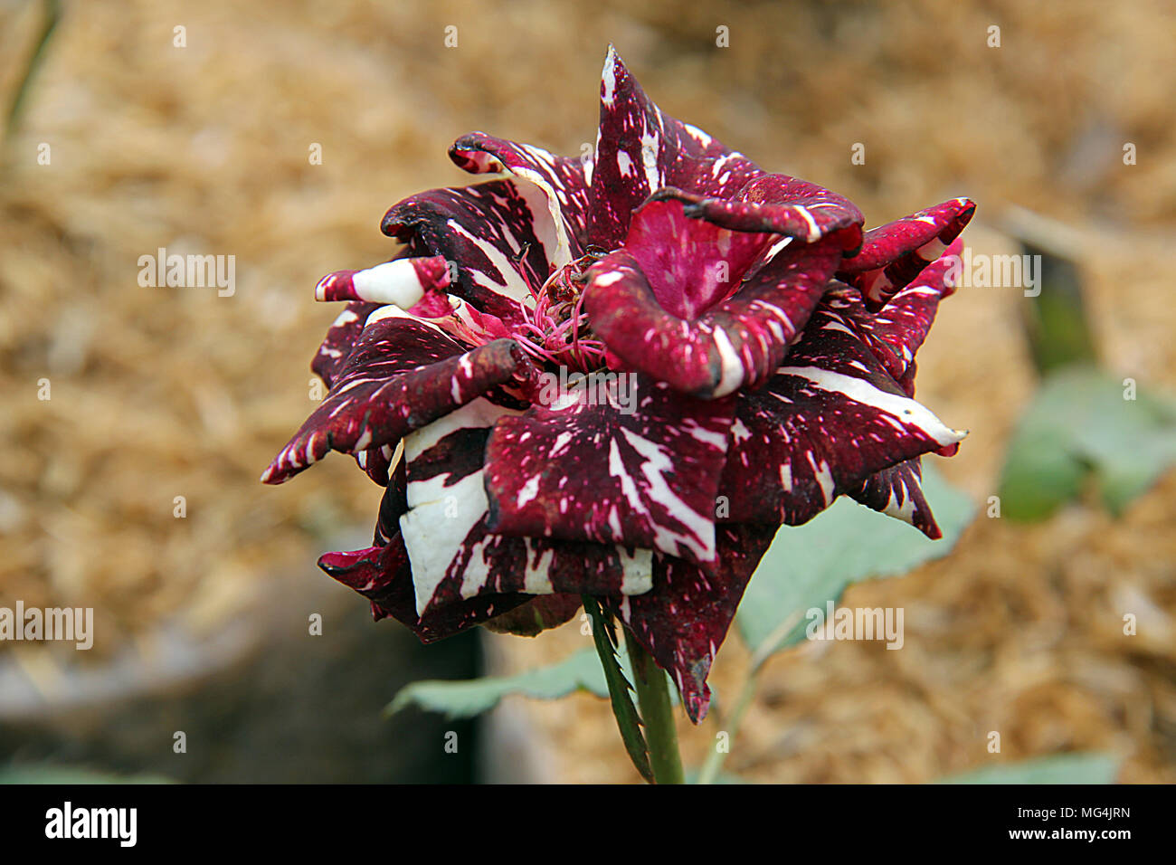 Hulthemia roses hi-res stock photography and images - Alamy