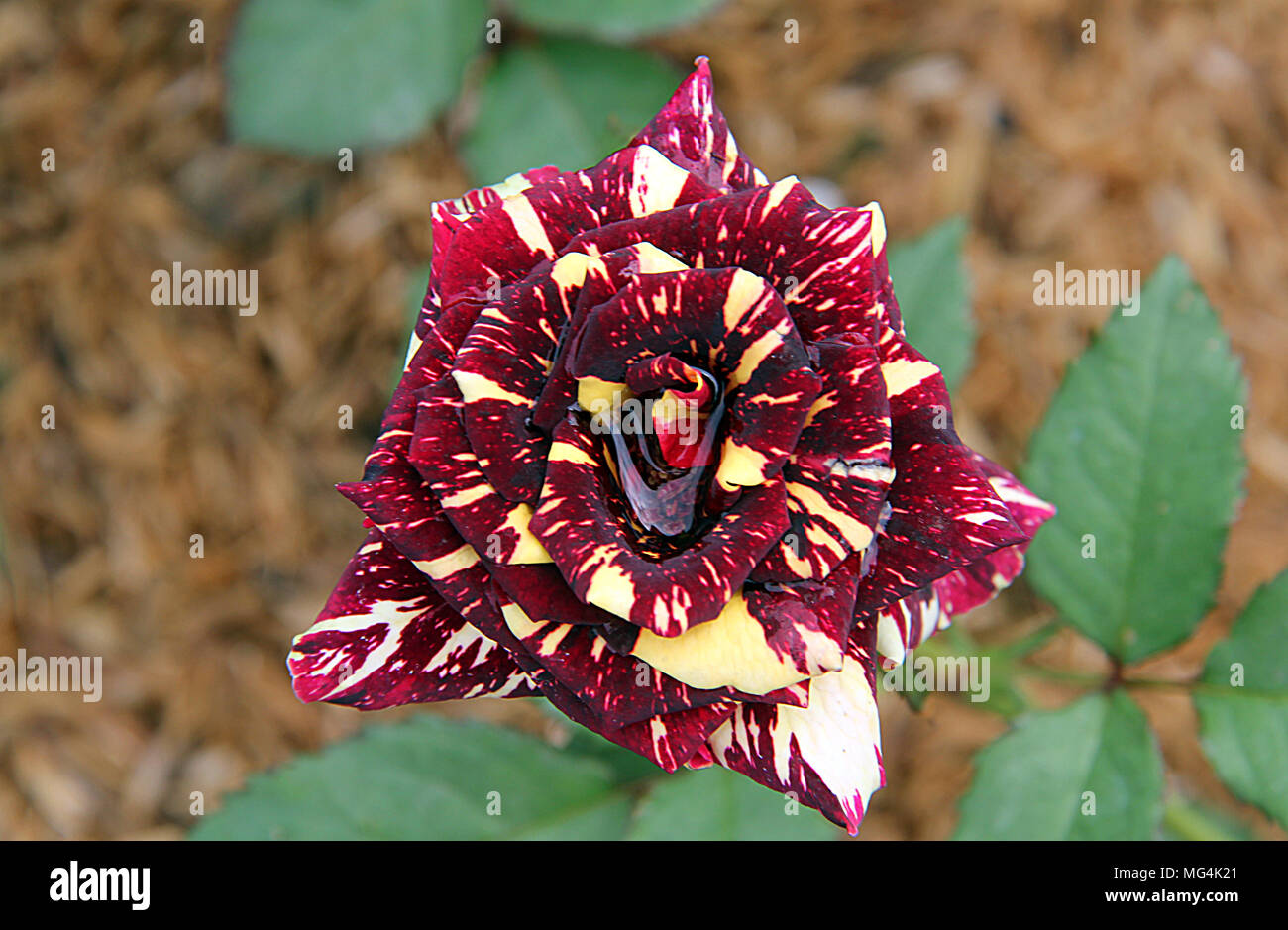 Synstylae rose hi-res stock photography and images - Alamy