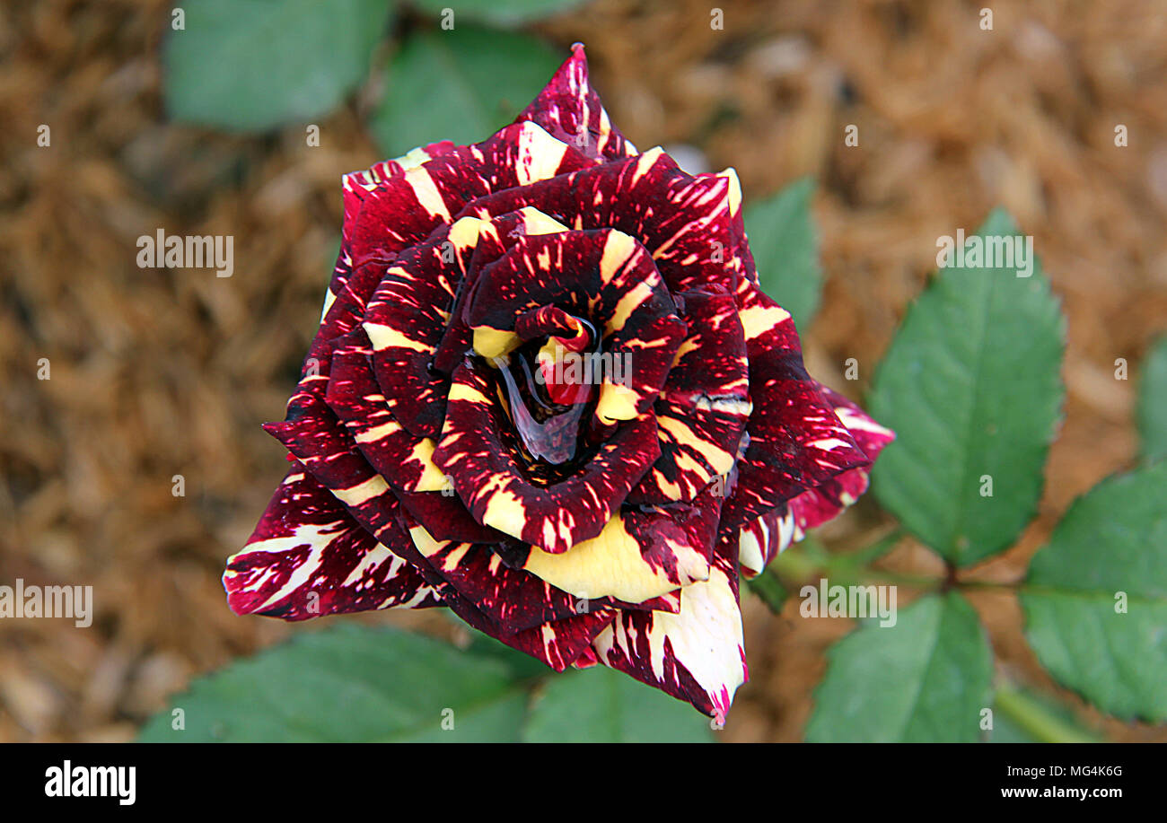 Synstylae rose hi-res stock photography and images - Alamy