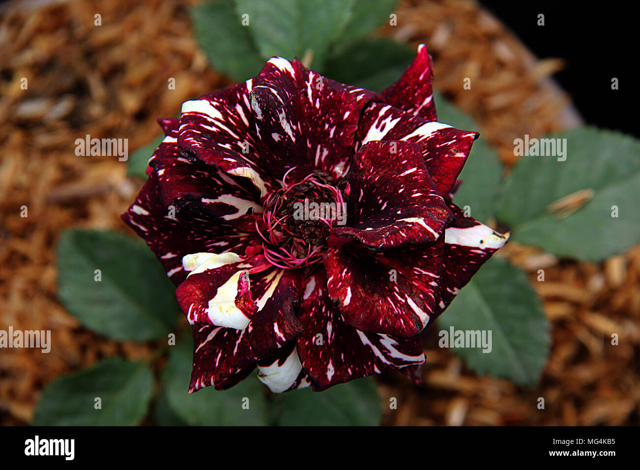 Synstylae rose hi-res stock photography and images - Alamy