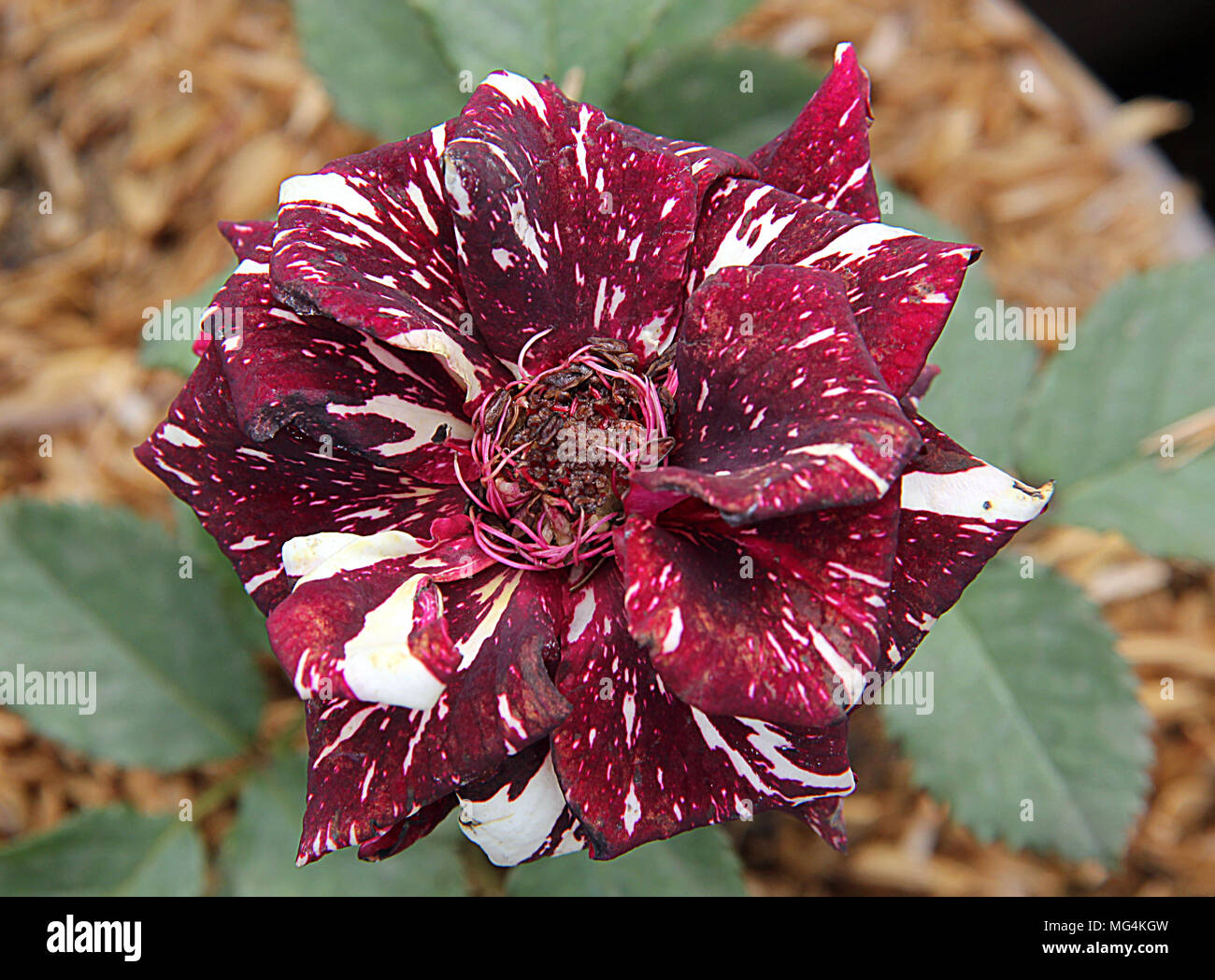 Hulthemia roses hi-res stock photography and images - Alamy