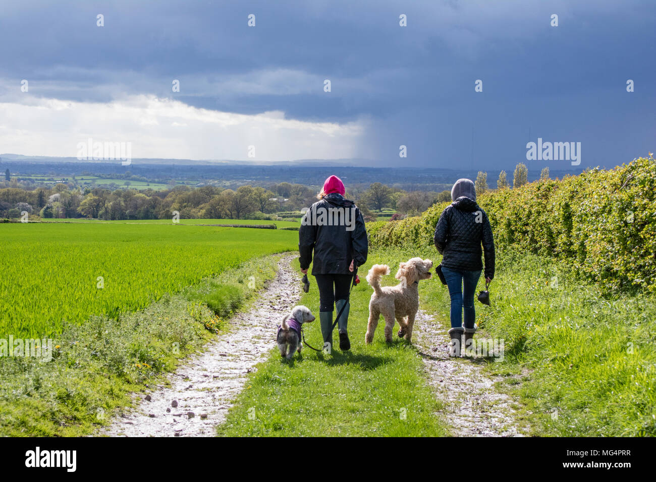 two ladies walking the dogs, England, UK Stock Photo - Alamy