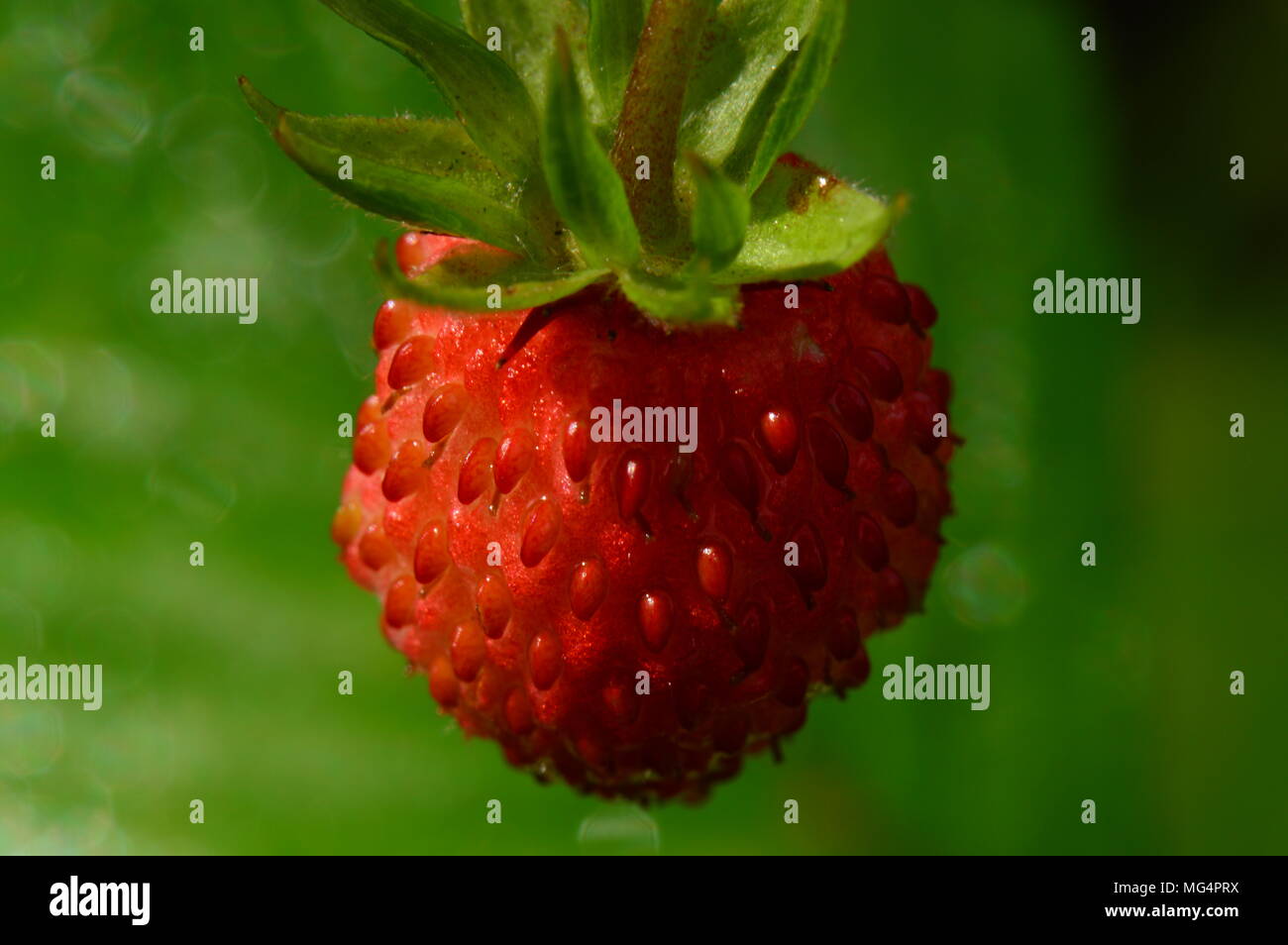 Red summer fruits hi-res stock photography and images - Alamy