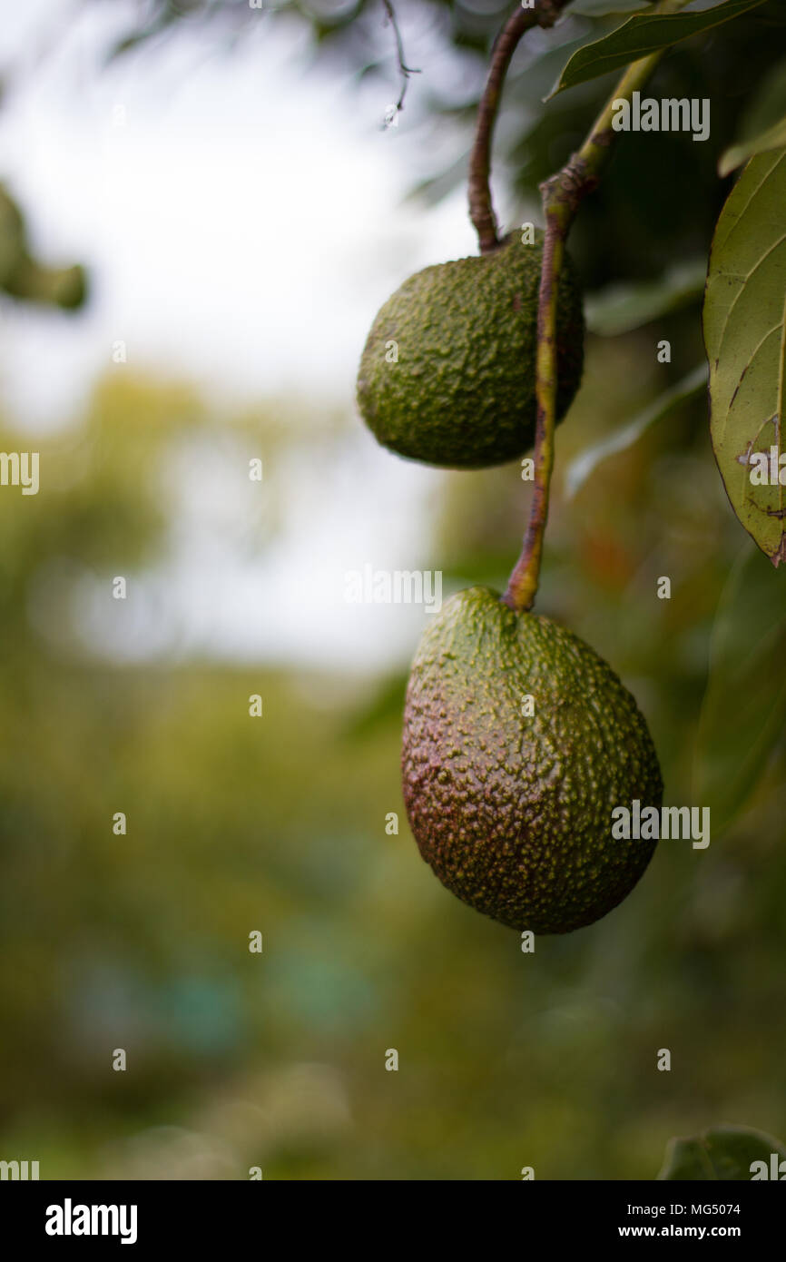 Tropical product fruit avocado hi-res stock photography and images - Alamy