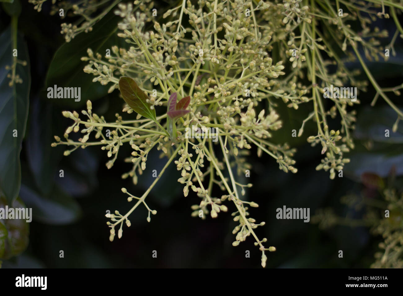 Avocado trees in flower at pollination time Stock Photo - Alamy