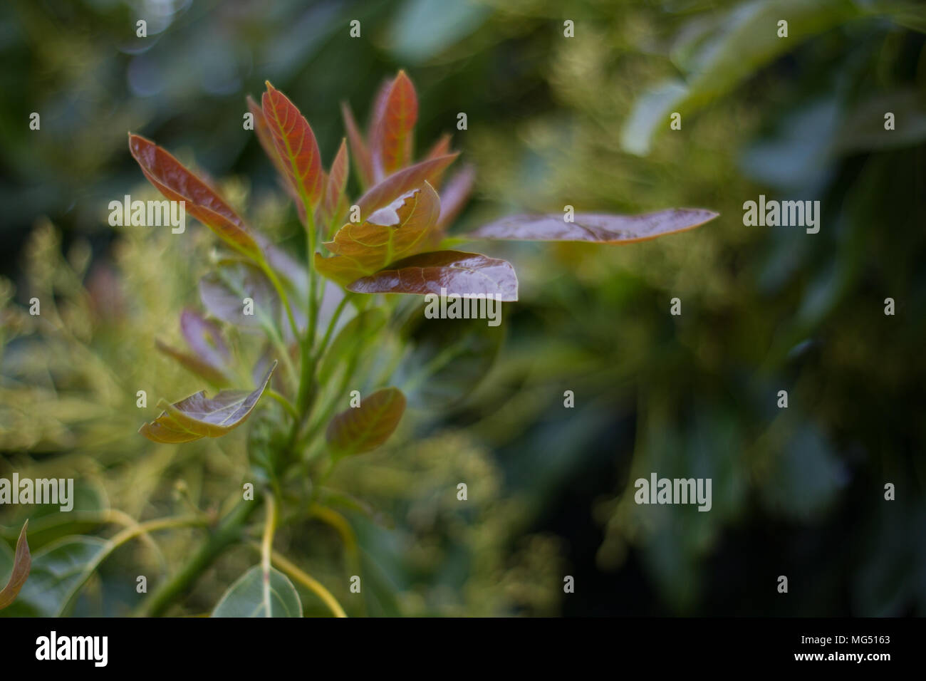 Avocado trees in flower at pollination time Stock Photo - Alamy