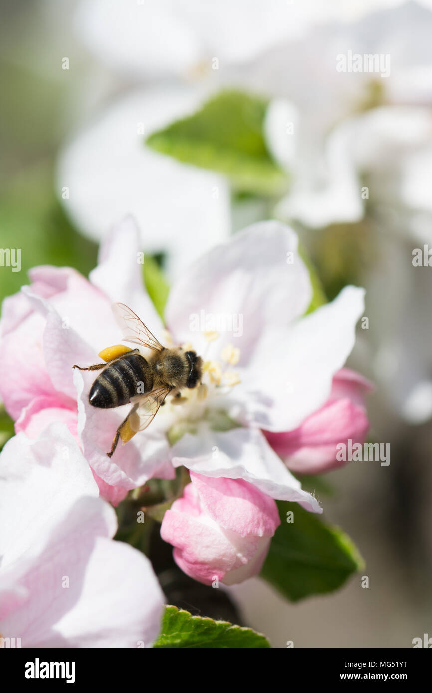 Apple pollen hi-res stock photography and images - Alamy