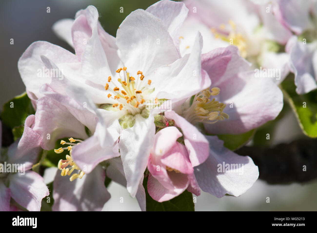 Blooming of the apple tree Stock Photo - Alamy