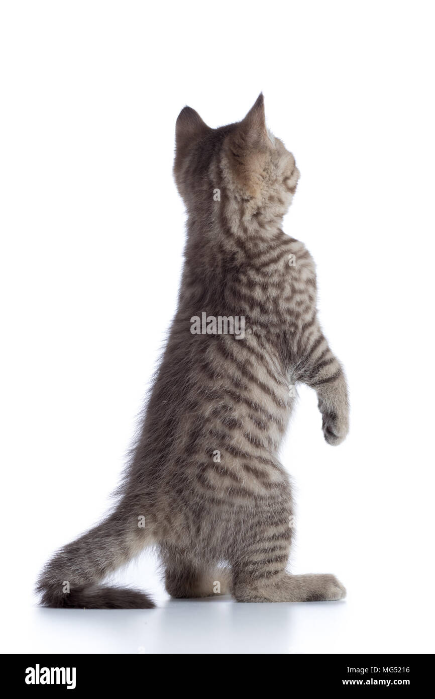 rear view of tabby-cat kitten standing on legs isolated on white Stock ...
