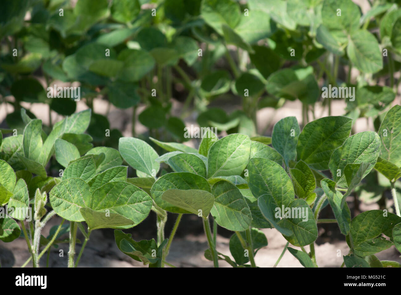 Young soybeans hi-res stock photography and images - Alamy