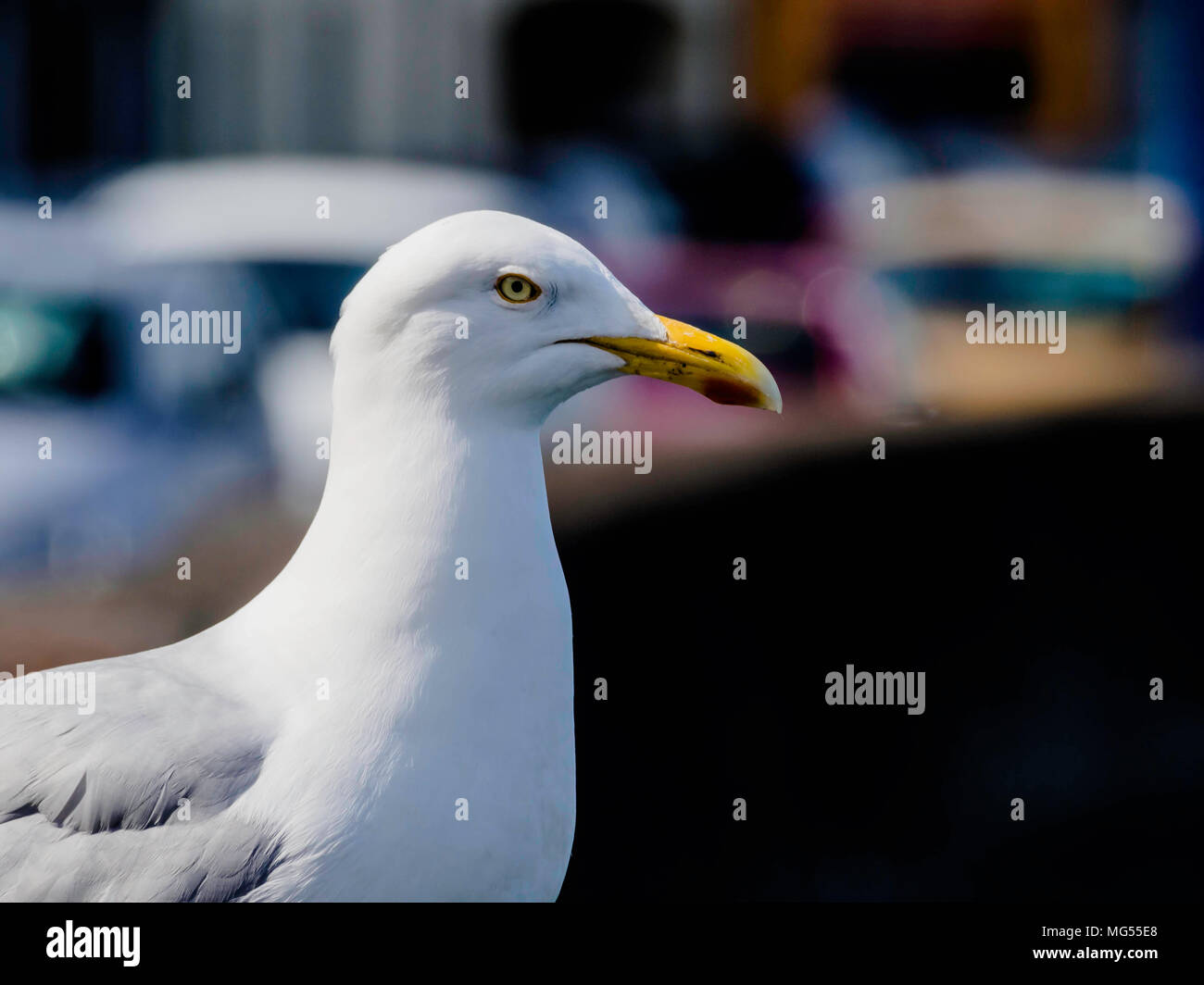 Seagull head hi-res stock photography and images - Alamy