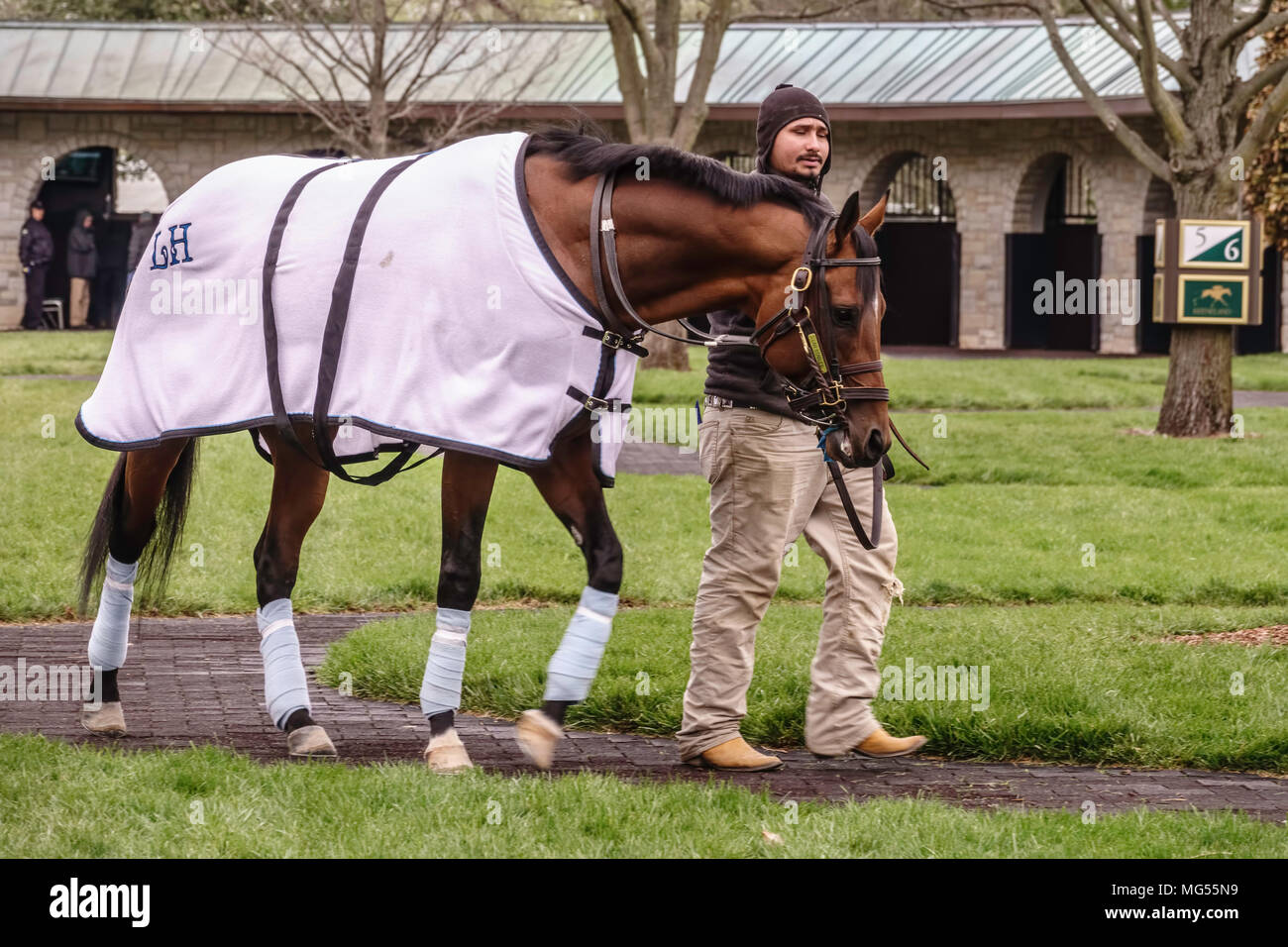 Handler Leading A Thoroughbred Lily Attwood | Horse & Hound