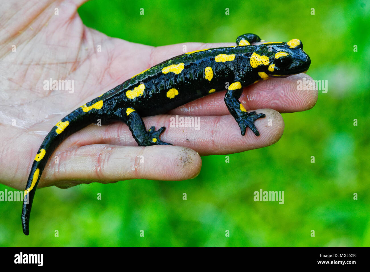 Salamandra Salamandra