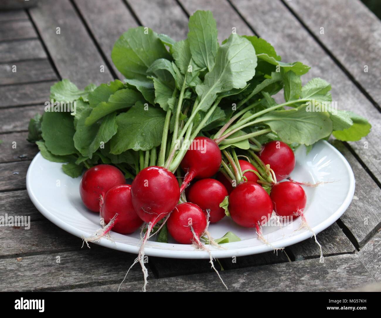 Raddish Stock Photos & Raddish Stock Images - Alamy