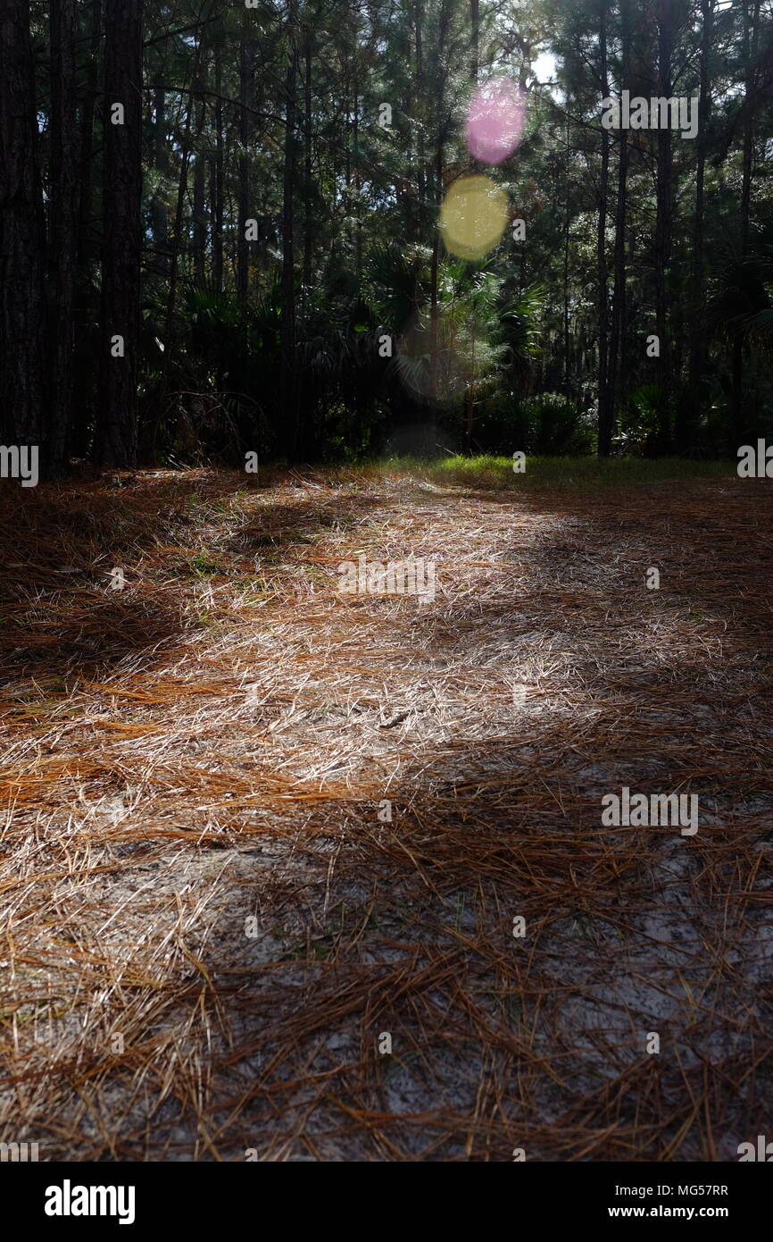 Clearing in a grove of trees in South Carolina Stock Photo - Alamy