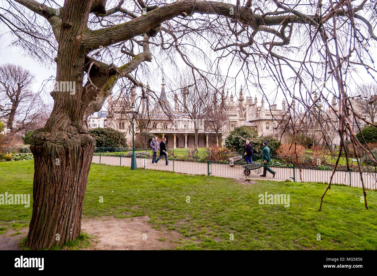 Elm trees in Brighton's Royal Pavilion Gardens Stock Photo - Alamy