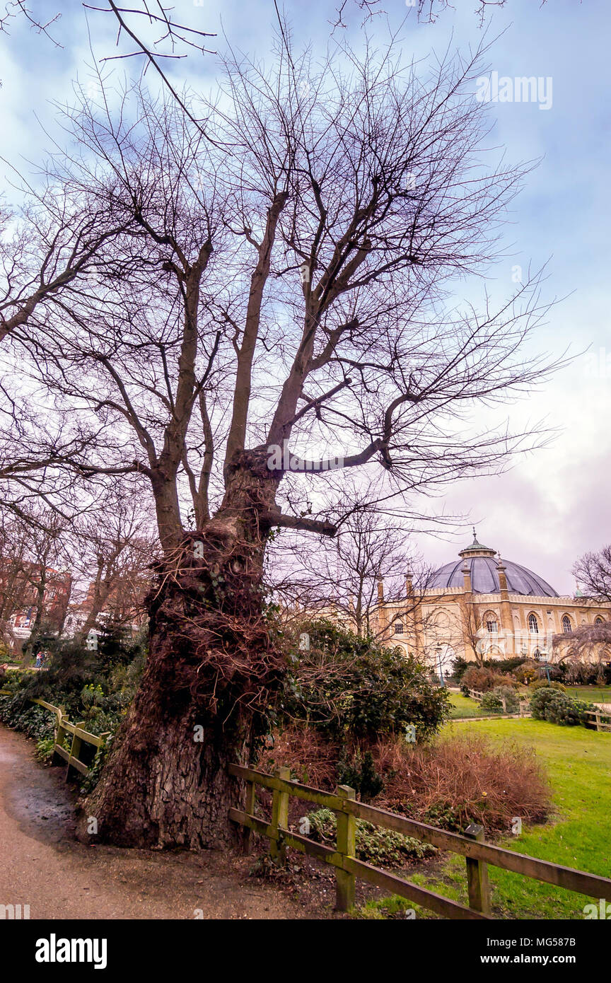 Elm trees in Brighton's Royal Pavilion Gardens Stock Photo - Alamy