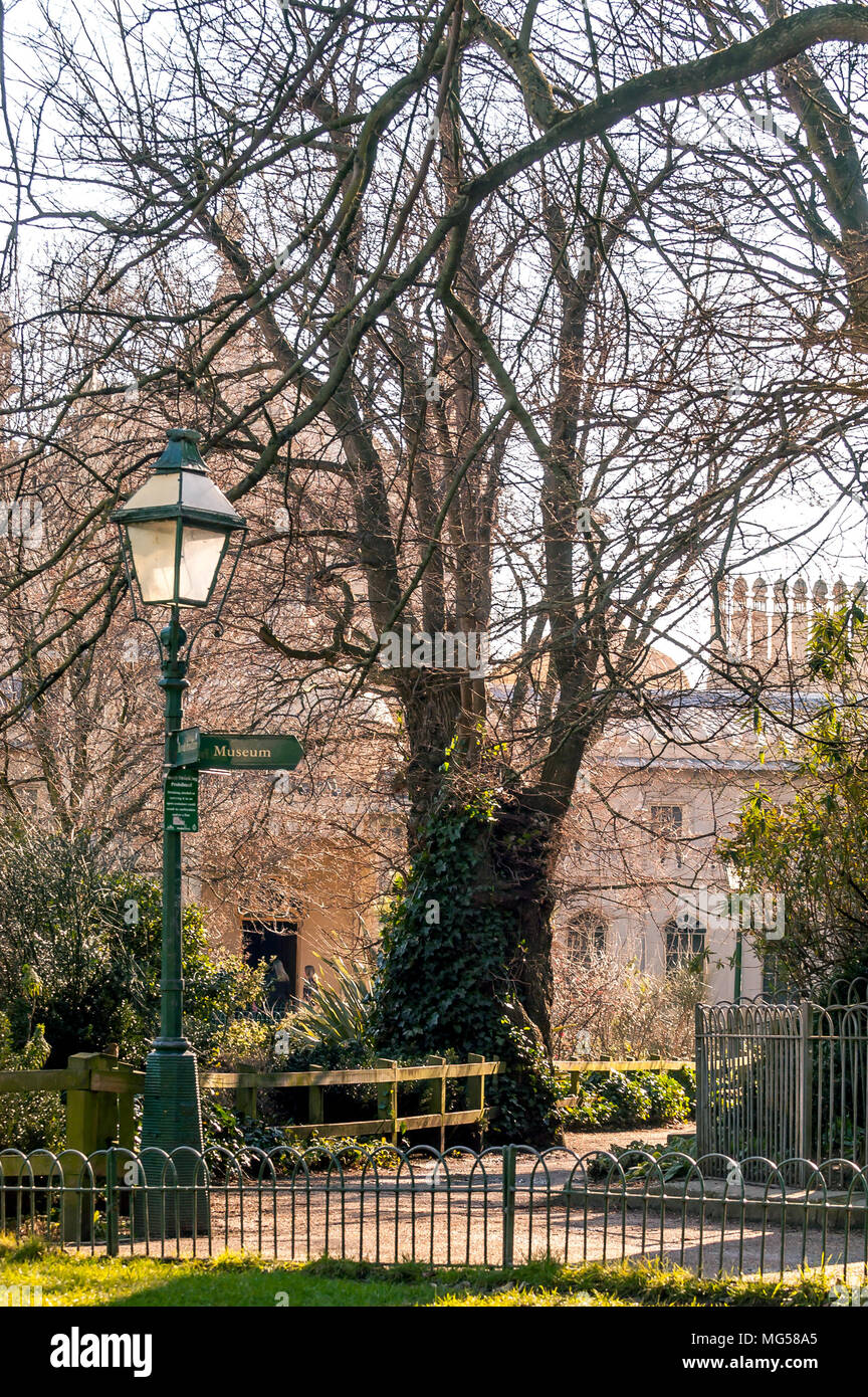 Elm trees in Brighton's Royal Pavilion Gardens Stock Photo - Alamy