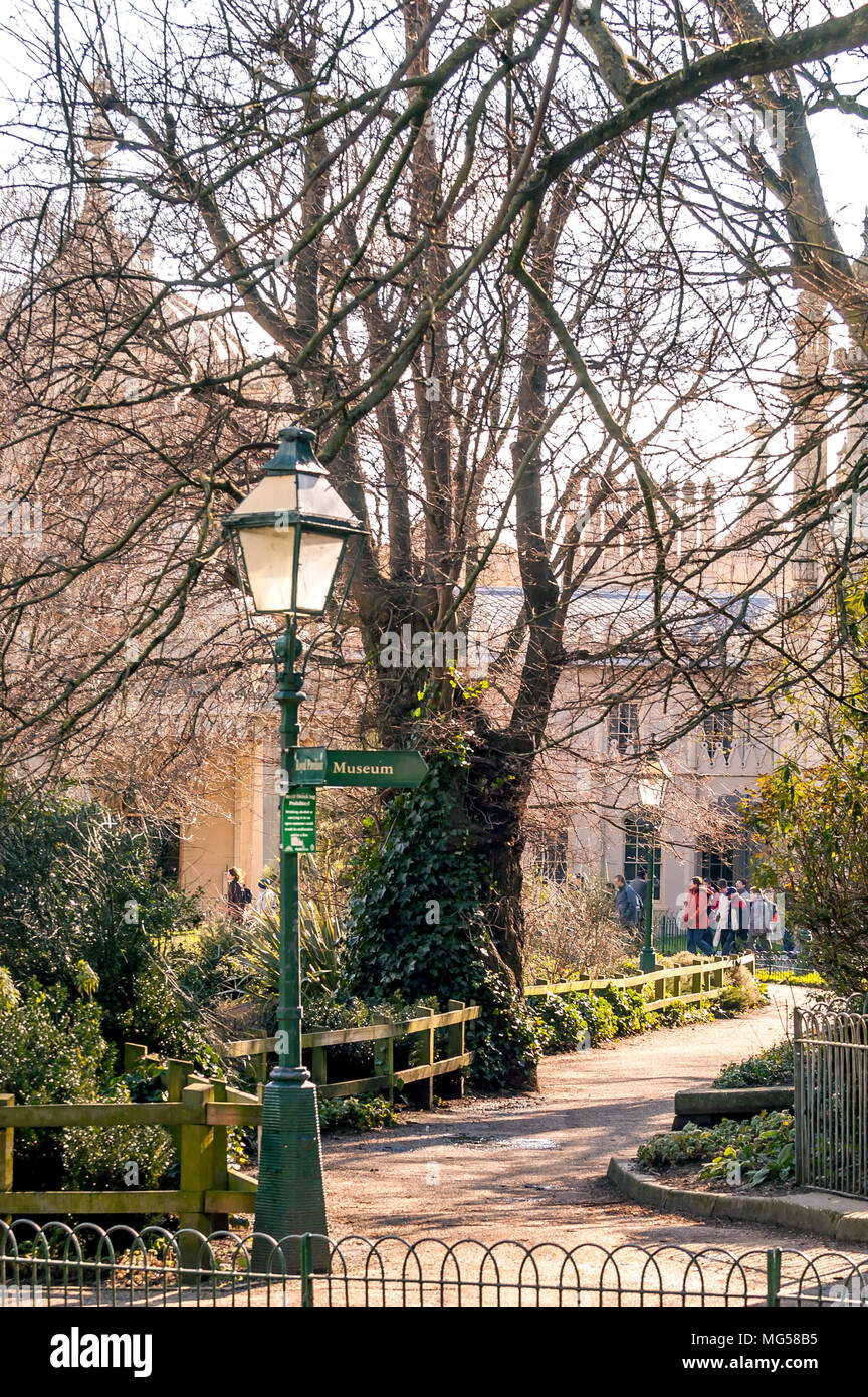 Elm trees in Brighton's Royal Pavilion Gardens Stock Photo - Alamy