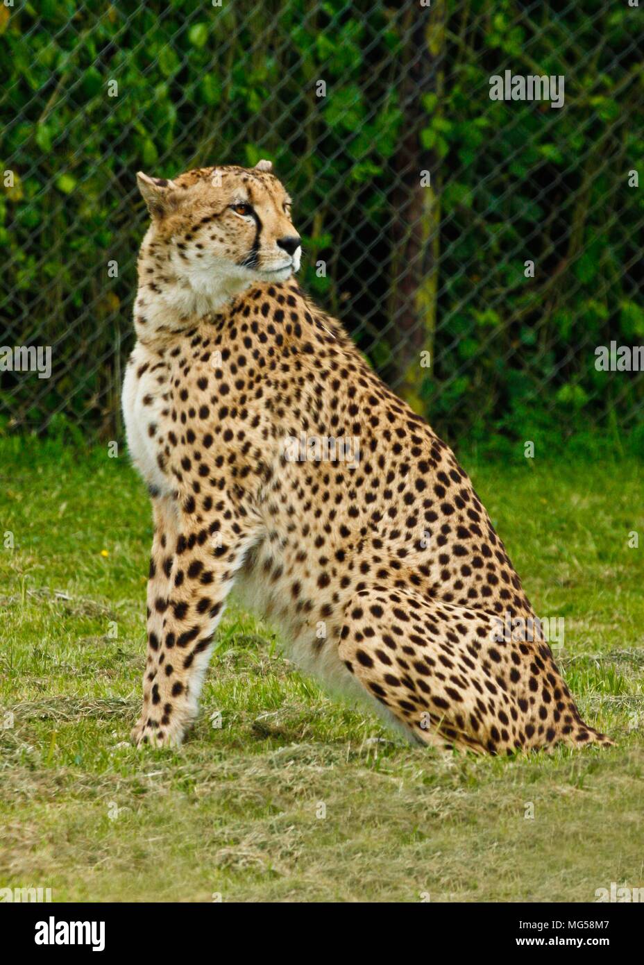 Land predator hi-res stock photography and images - Alamy