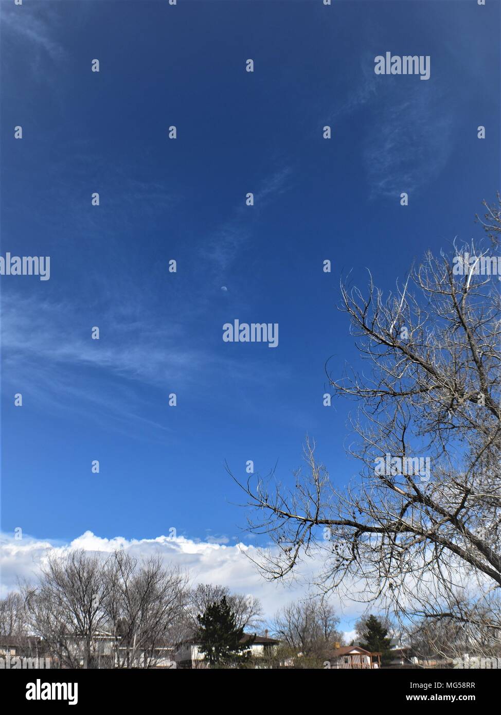 A blue sky with tees and clouds and a faint moon Stock Photo - Alamy