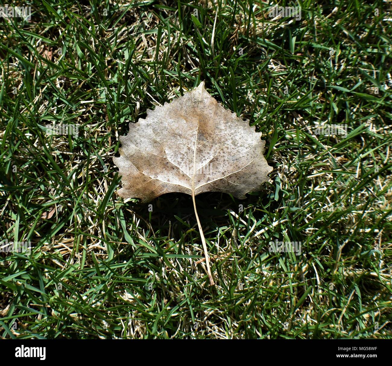 A leaf on a field of grass Stock Photo - Alamy