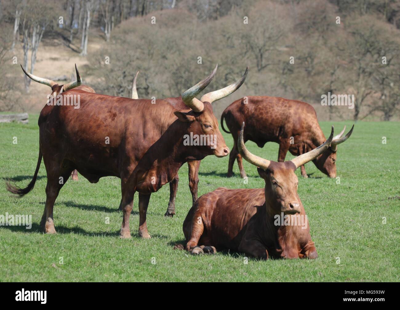 African Ankole Cattle Stock Photo - Alamy